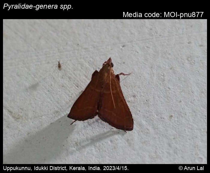 Pyralidae-genera spp. | Moths